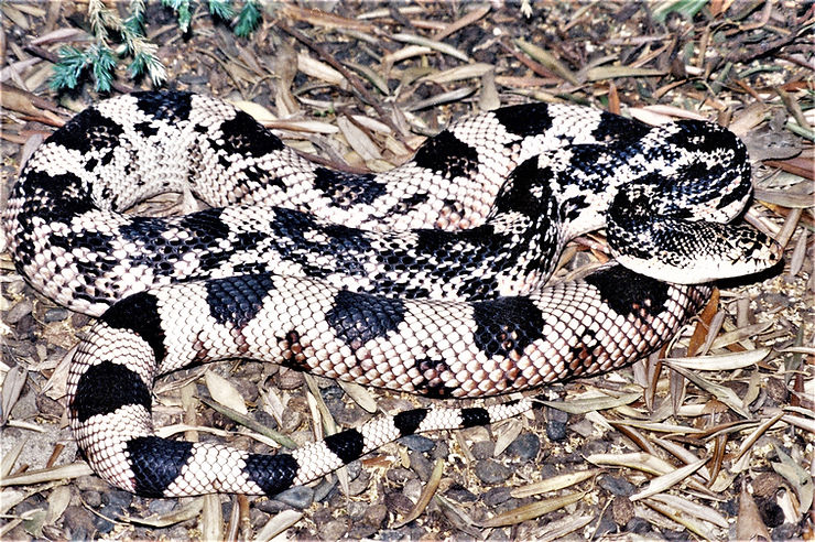WORLD PITUOPHIS WEB SITE