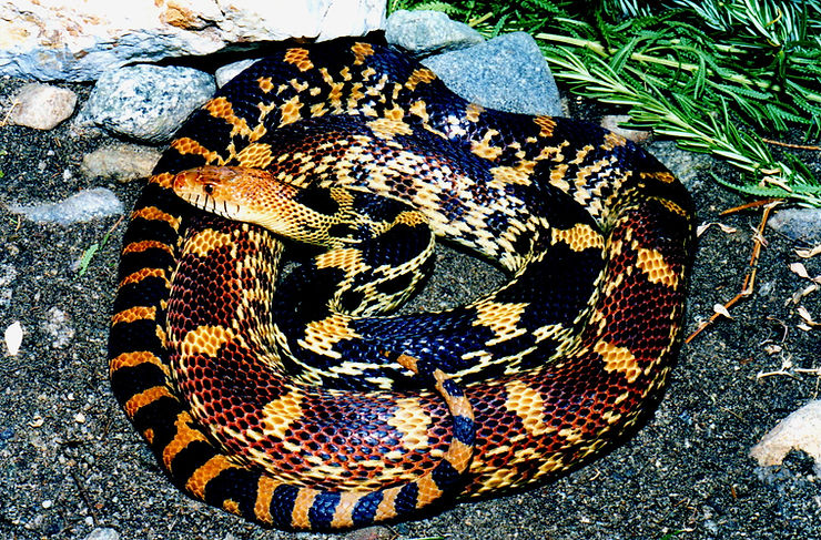 Pituophis deppei deppei – WORLD PITUOPHIS WEB SITE