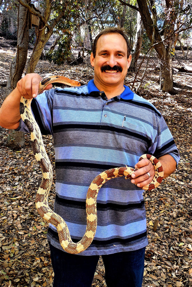 Pituophis deppei jani – WORLD PITUOPHIS WEB SITE