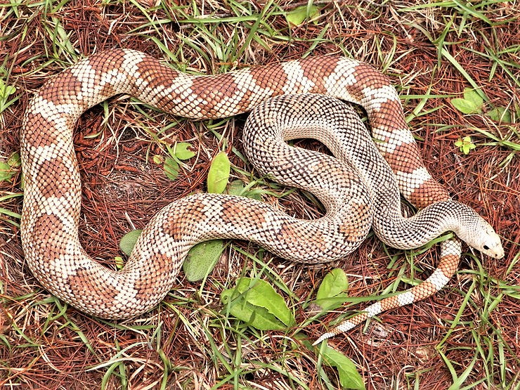 Pituophis melanoleucus mugitus – WORLD PITUOPHIS WEB SITE