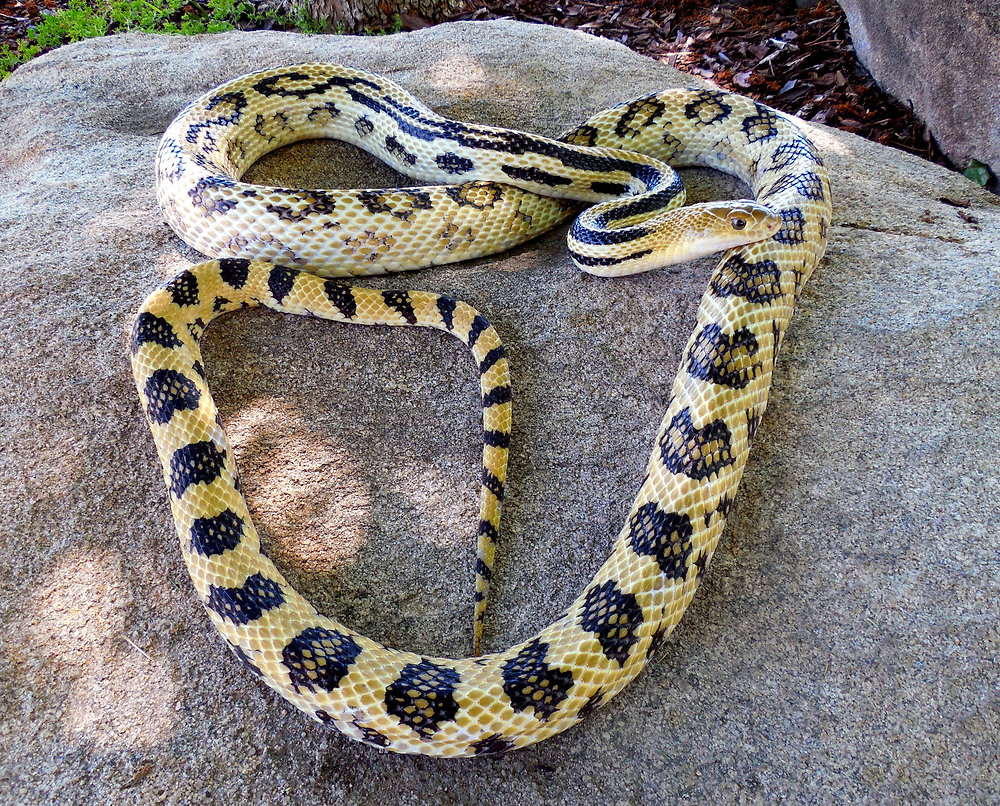 WORLD PITUOPHIS WEB SITE